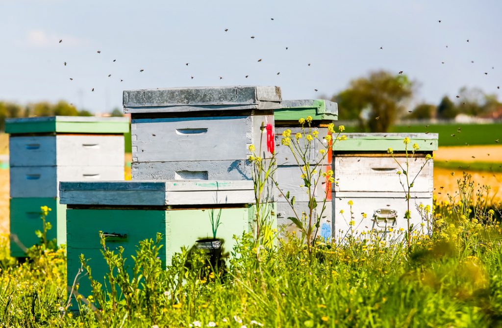 Moisture Control in The Hives: A Four-Season Approach - Backyard Beekeeping